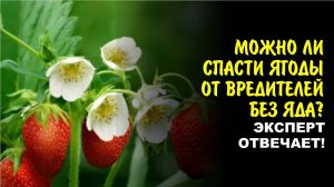 Безопасная обработка ягод от вредителей. Какие препараты выбрать? Смотри!