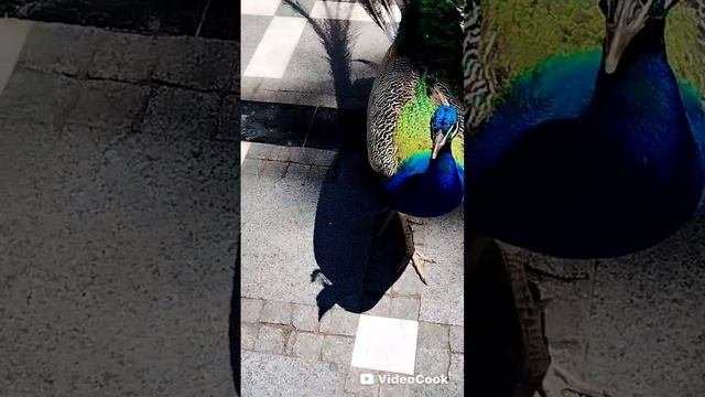 Партерит