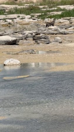 Морские собаки, уникальная фауна Каспийского моря.