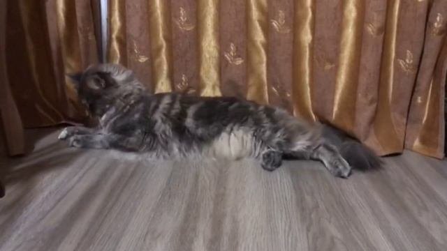 Грейси шалит.