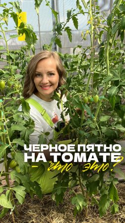 🍅 Что за чёрные пятна на томатах? Разбираемся с вершинной гнилью