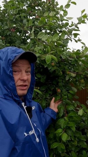 Идеальная подкормка яблонь в июле! ☀️🌧️