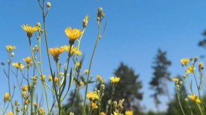 Цветы усыпали сопки рядом с Амурским ГПЗ