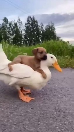 любовь животных