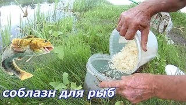 Соблазн для рыбы.Домашняя прикормка для рыбалки своими руками.Рассыпчатая пшенная каша на воде