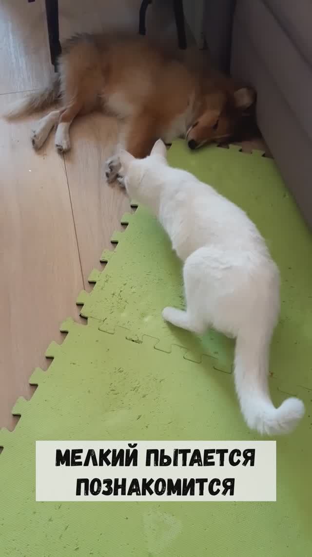 Мелкий знакомится с новым членом семьи🐶