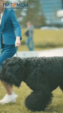 Как выглядит черная жемчужина отечественного собаководства?