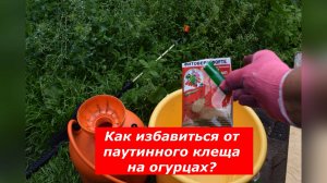 Паутинный клещ на огурцах: лучший способ борьбы. #огурцы #вредители #паутинныйклещ