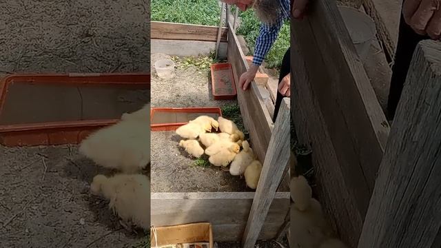 о Иоаким завёл гусей