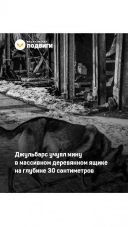 Единственная собака, награждённая медалью «За боевые заслуги» в Великой Отечественной войне