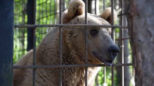 В Армении спасли бурого медведя, который много лет жил в тесной клетке