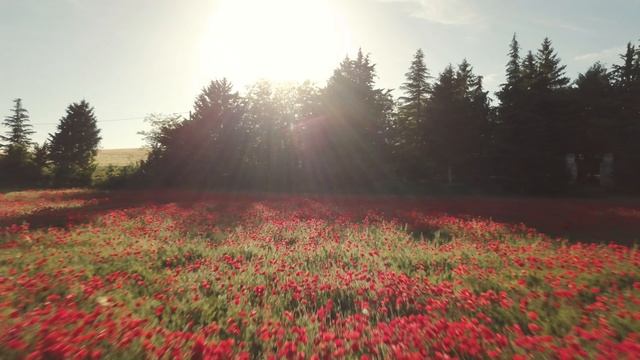 Field_Flowers