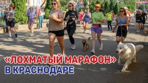 Благотворительный забег в поддержку приюта для бездомных животных провели в Краснодаре