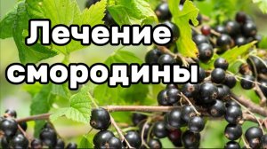 Спасаем черную смородину: Лечение от болезней! 🍇✨
