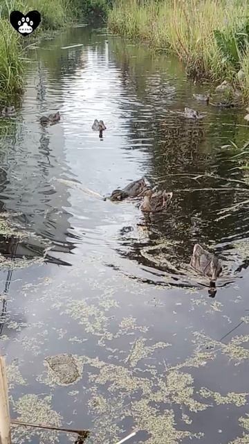 Палки мешают даже уткам на воде
