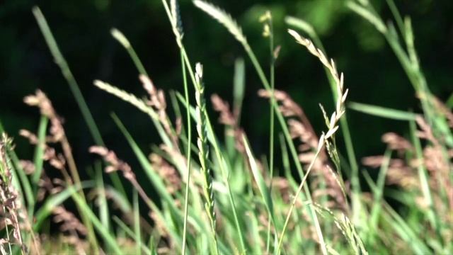 Шаганэ ты моя, Шаганэ… Песня на стихи С. Есенина