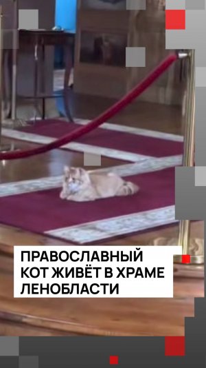 Православный кот живёт в храме Ленобласти