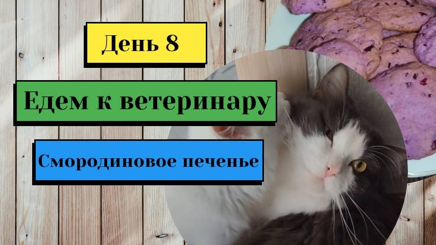 Питаемся на 500 рублей в день. Едем к ветеринару. Пробую испечь смородиновое печенье. 30.06.2025