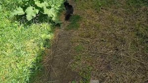 Хорошо в кустиках.