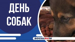 2 июля отмечается Всемирный день собак