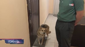 Лай, вой и зловоние: жители многоэтажки на севере Москвы пытаются достучаться до соседей