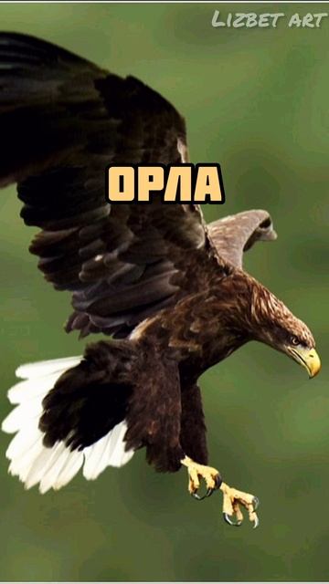 Рисую несуществующее животное 🦚+🦅=❓(ч.98) #tiktok #shorts #art #gouach