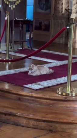 Котик служит в церкви