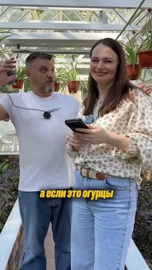 Лопаются стебли У ОГУРЦОВ
