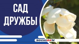 В парке "Ривьера" зацвела магнолия крупноцветковая