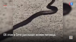 В Ноябрьске пёс умер от укуса змеи