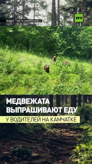 Косолапые попрошайки: медвежата выходят на трассу на Камчатке в поисках еды