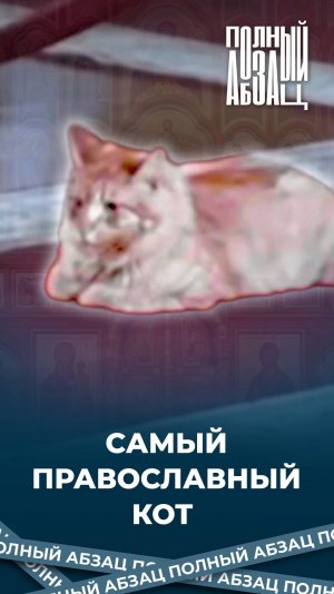 Самый православный кот был замечен в Ленинградской области
