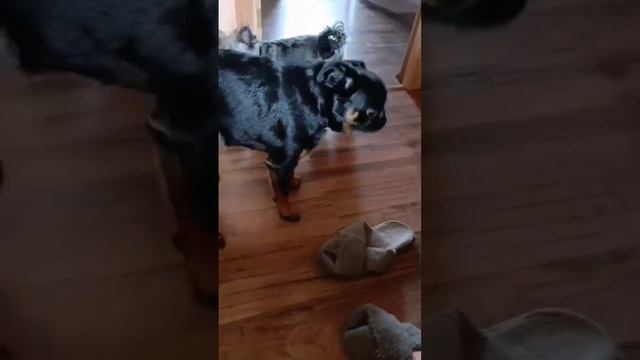 Шаня🐕 Против ⚔️ Гавроша🐕   👑👑