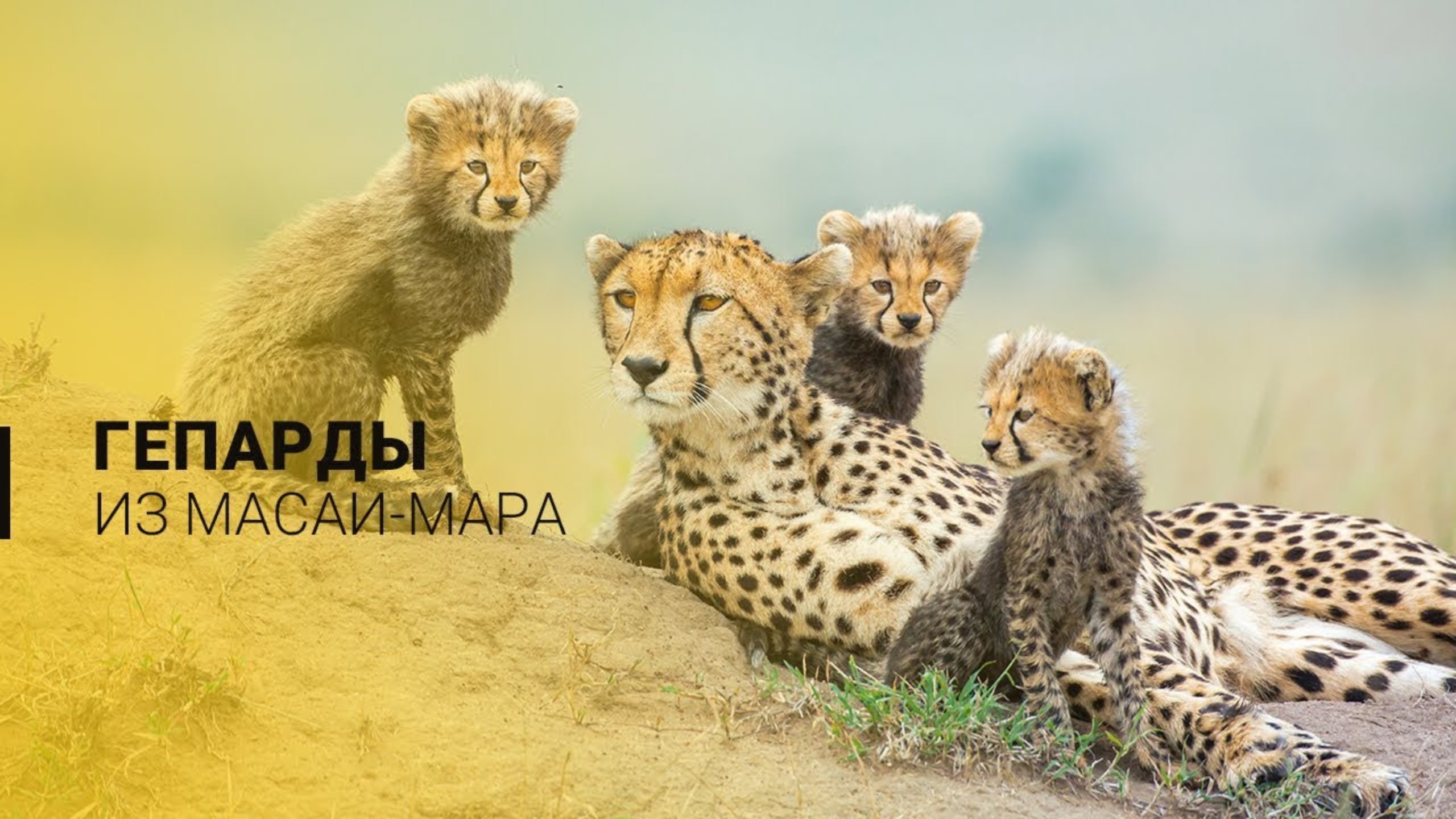 Милые котята гепарда