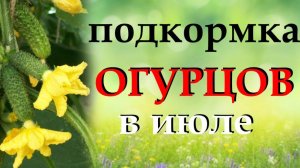 Чем подкормить огурцы во время цветения и плодоношения