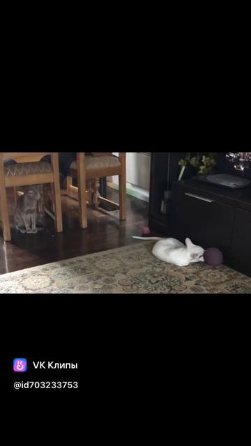 Клубочек- комочек 😺