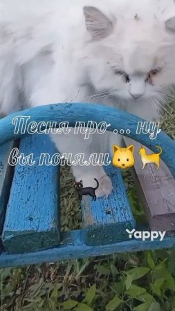 #котики #кошка #киса #домашниеживотные #кошки #пес #собакадругчеловека #собака #собаки #щенок #мимим