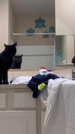 Коты и зеркала