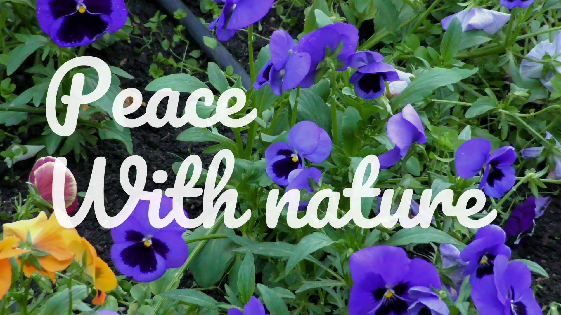 Peace with nature