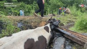 В Биробиджане сотрудники МЧС высвободили корову, увязшую в яме с битумом / События на ТВЦ