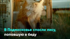 В Подмосковье спасли лису, попавшую в беду
