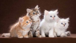 Сибирские котята из Цветочной Страны