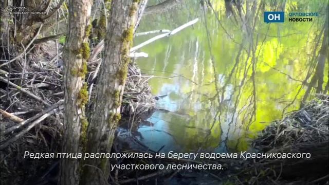 В Орловской области замечен краснокнижный черный аист