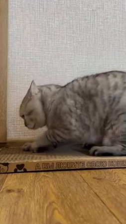 Кот оценил когтеточку!❤️