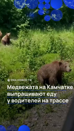 Медвежата на Камчатке выпрашивают еду у водителей на трассе