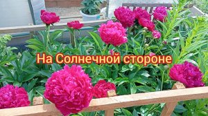 ДЕЛА САДОВЫЕ на 01.07.25г