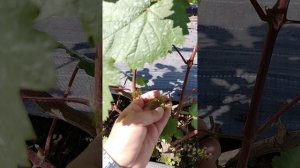 03.07.2025 один солнечный день и снова обработка