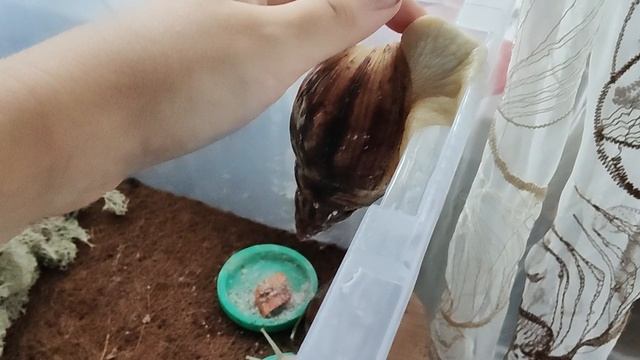 Знакомство с 🐌 улитками Джек и Джил