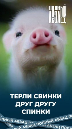 Терли свинки друг другу спинки