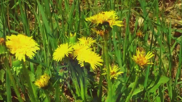 Вы Вышивать Любили Крестиком [Full] — Black Brown Fox (Сделано В Clipchamp)